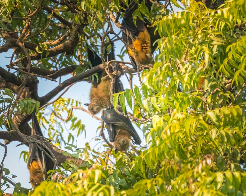 A Group of bats on a tree stock photo. Image of closeup - 261145206