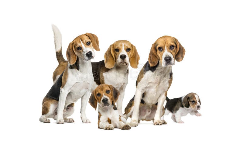 134 Beagles Standing Stock Photos - Free & Royalty-Free Stock Photos ...