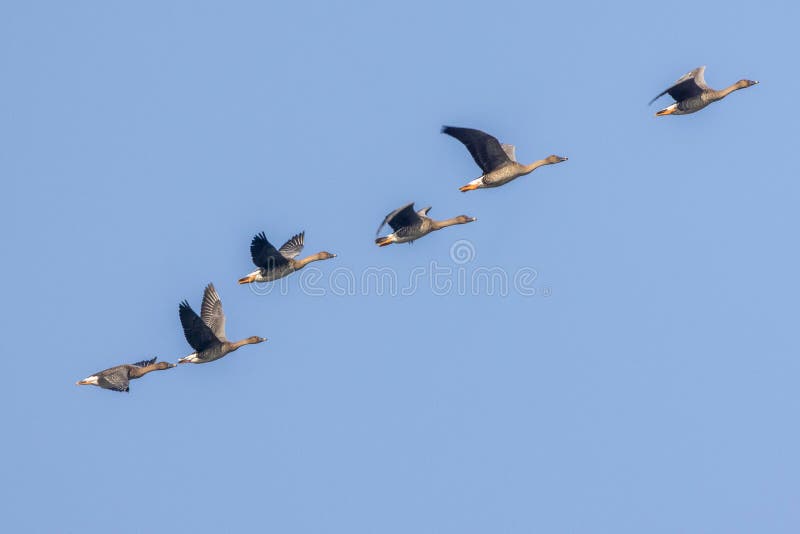 A Group of Bean Goose in Flying Stock Image - Image of waterfowl, blue ...