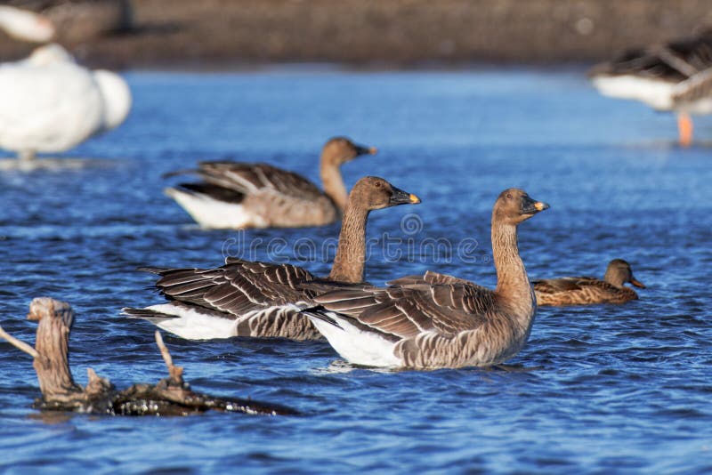 A Group of Bean Goose Resting in the Lake Stock Photo - Image of nature ...