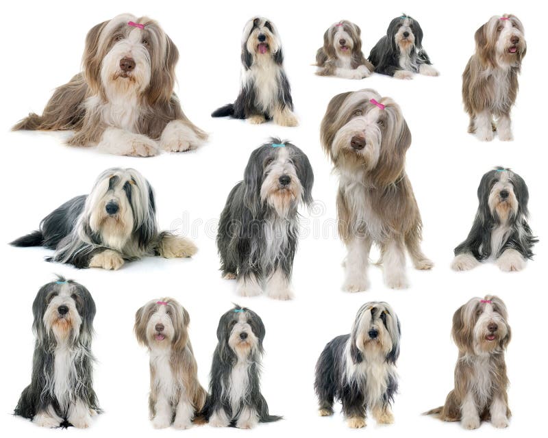 How To Cut A Bearded Collie