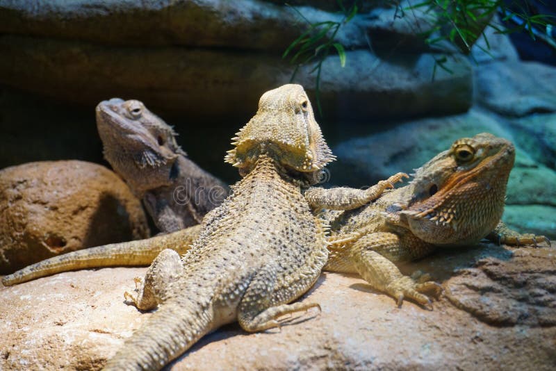 Group of Bearded Lizard Sitting on the Stones on a Dark Background ...