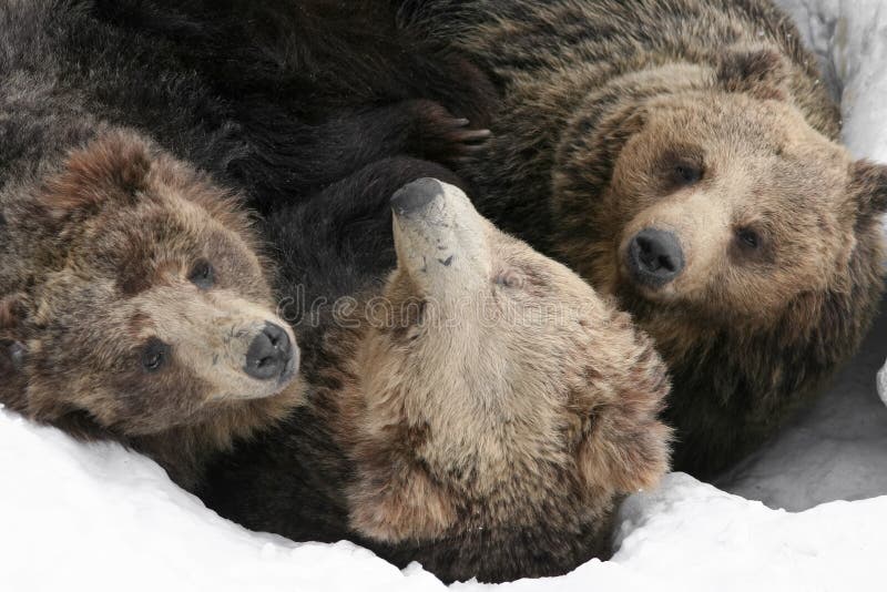 Group of bears stock photo. Image of hair, brown, group - 6663996