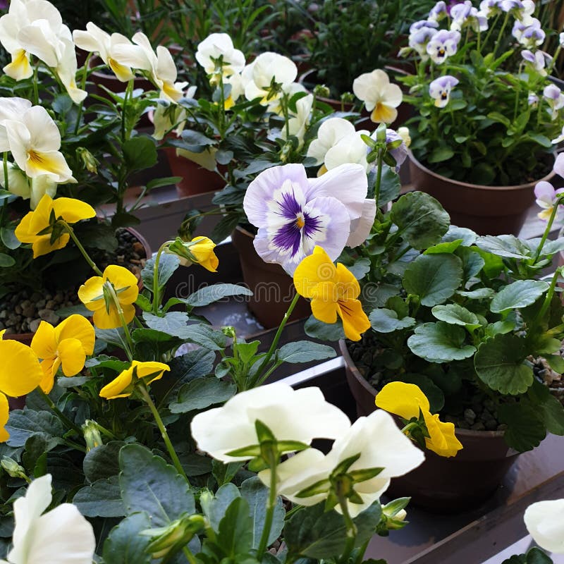 Group of beautiful flower stock image. Image of yard - 217150891