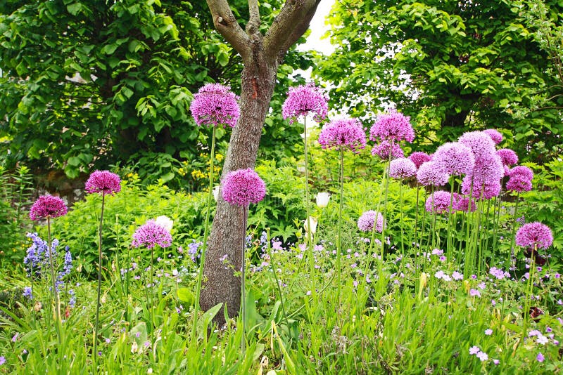 A Group of Beautiful Allium Flowers Stock Image - Image of beauty ...