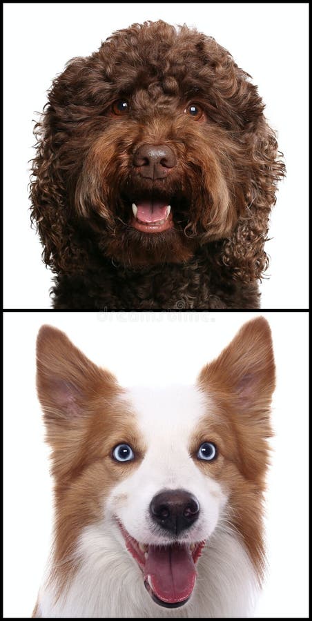 Group of Beautiful Animals in Front of a White Background Stock Image ...