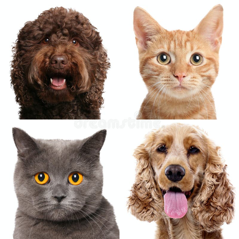 Group of Beautiful Animals in Front of a White Background Stock Image ...