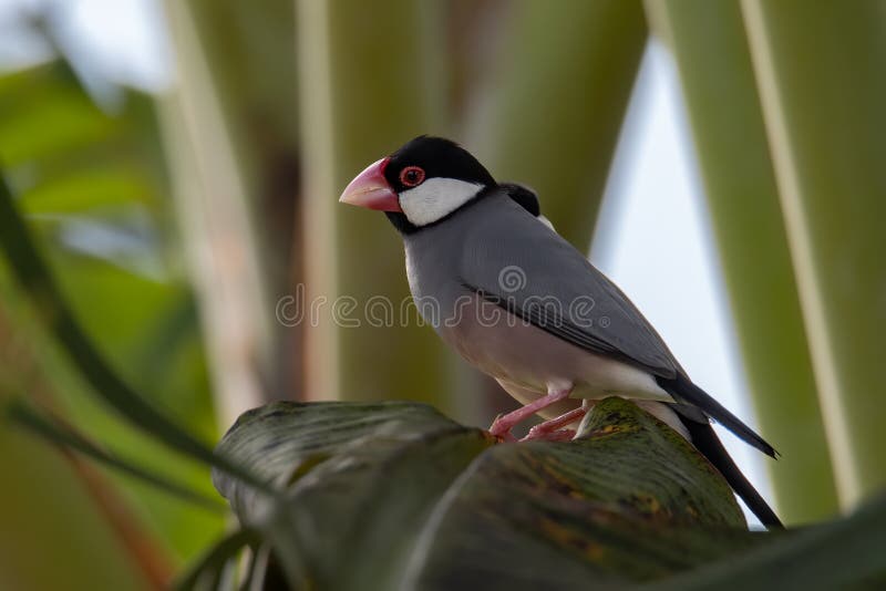 Group of Beautiful Bird Java Sparrow (Lonchura Oryzivora Stock Photo ...