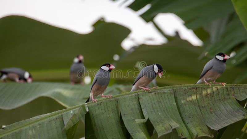 Group of Beautiful Bird Java Sparrow & X28;Lonchura Oryzivora Stock ...