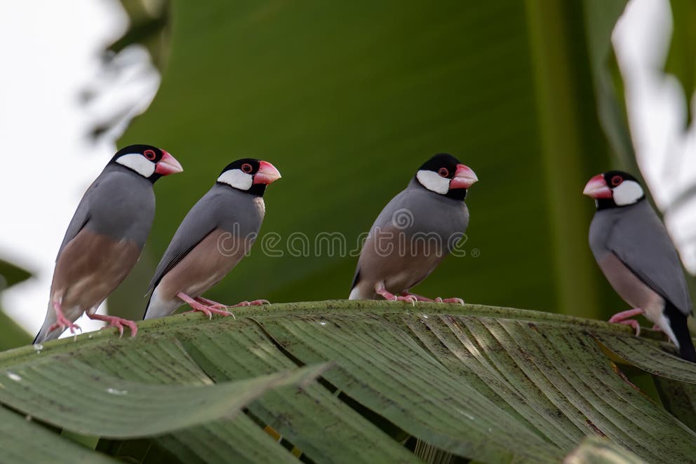 Group of Beautiful Bird Java Sparrow (Lonchura Oryzivora Stock Image ...