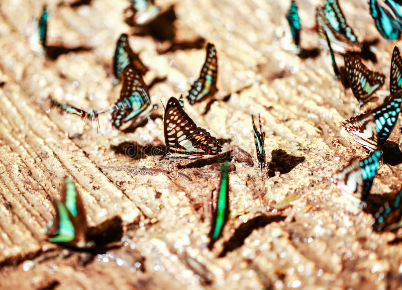 Group of Beautiful Butterfly. Stock Photo - Image of environment, color ...