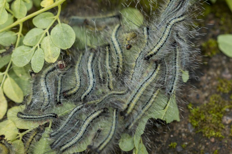 Group of Beautiful Caterpillars in a Leaf Feeding on it Stock Photo ...