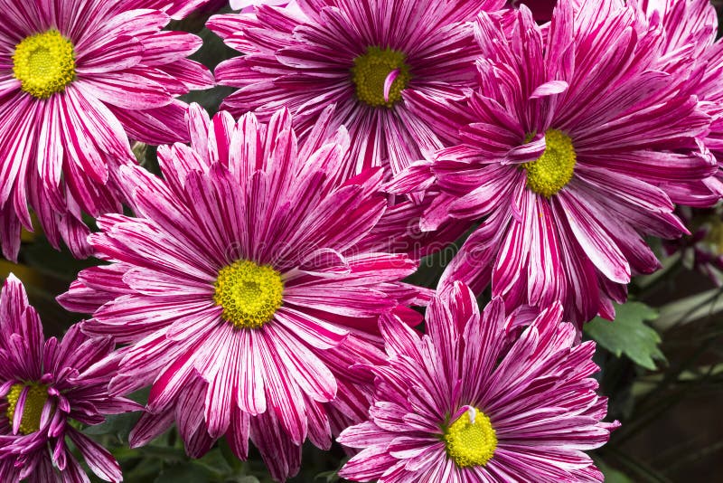 Group of Beautiful Chrysanthemum Flowers with Leaves Stock Image ...