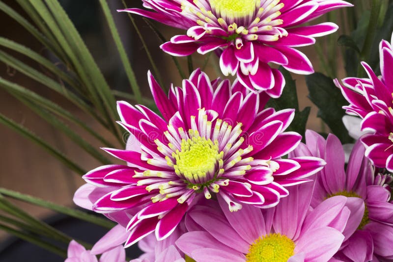 Group of Beautiful Chrysanthemum Flowers with Leaves Stock Image ...