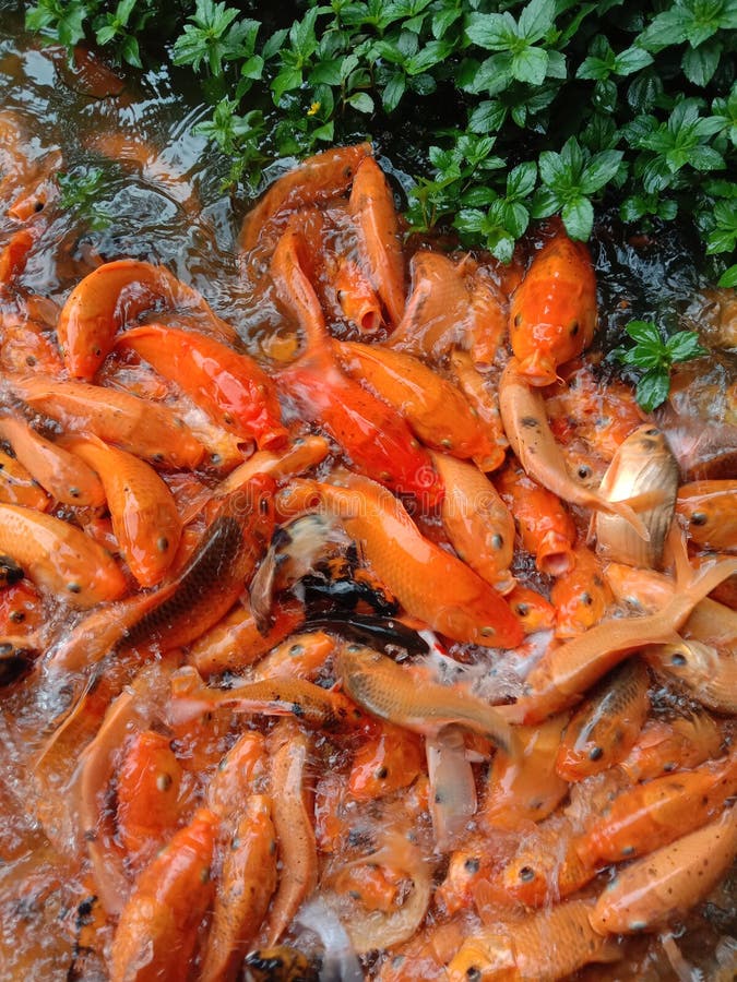 The Group of Beautiful Fish they All are Hungry Stock Image - Image of ...