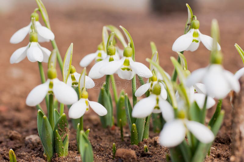Group of Beautiful Fresh Snowdrops in Early Spring Stock Image - Image ...