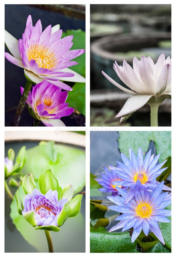 Group of Beautiful Lotus Flower Stock Photo - Image of group, decorate ...