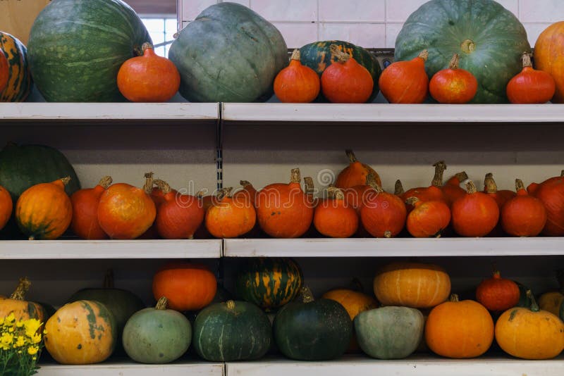 Group of Beautiful Multi-colored Pumpkins Close-up on a Shelf in the ...