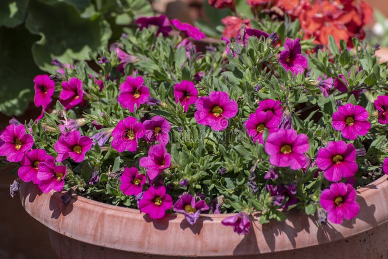 Group of Beautiful Purple Flowers Stock Photo - Image of pink, summer ...