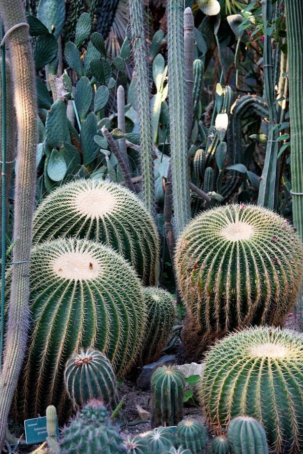 Group of Beautiful Round Cacti in Botanical Garden Stock Image - Image ...