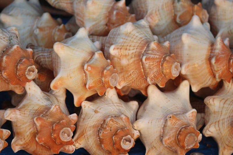Group of Beautiful Shell Arranged in Order Stock Image - Image of ...