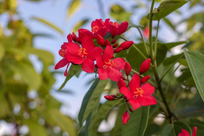 Group of Beautiful Tropical Red Flowers and Buds Stock Photo - Image of ...
