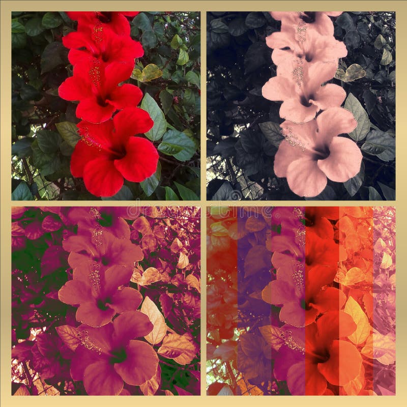 Flower collage stock image. Image of collage, flora - 113858471