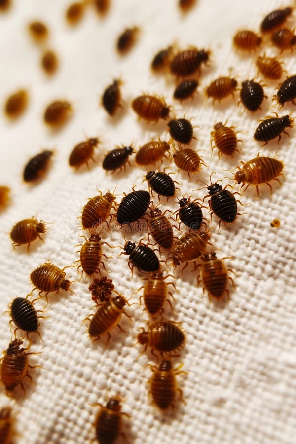 A Group of Bed Bugs Crawling on a White Surface Stock Photo - Image of ...