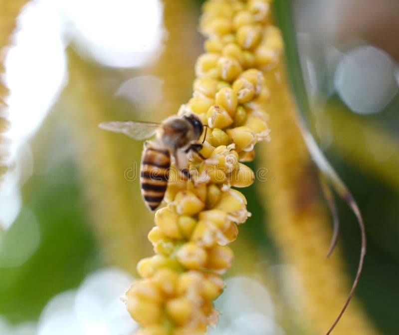 Group of Bee or Honeybee in Latin Apis Mellifera, European or Western ... Group of Bee or Honeybee in Latin Apis Mellifera, European or Western ...
