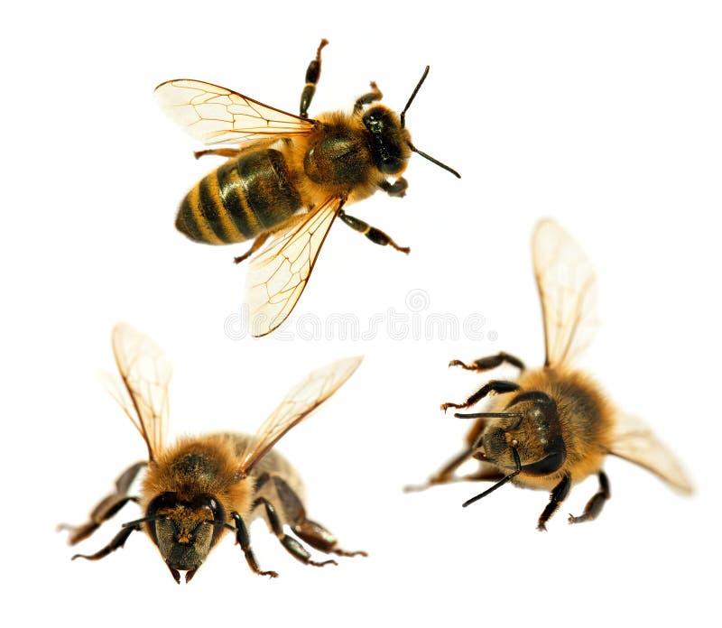 Group of Bee or Honeybee in Latin Apis Mellifera Stock Image - Image of ... Group of Bee or Honeybee in Latin Apis Mellifera Stock Image - Image of ...