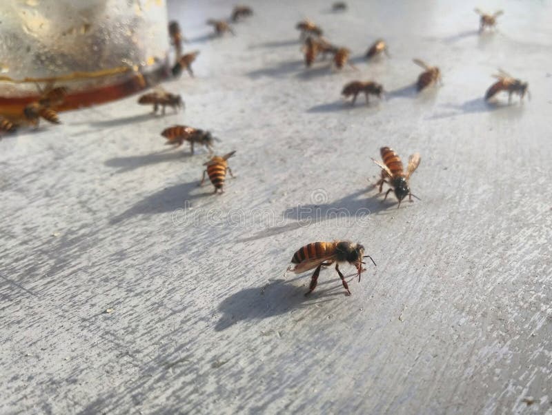 Group of bee on the table stock image. Image of group - 268475119