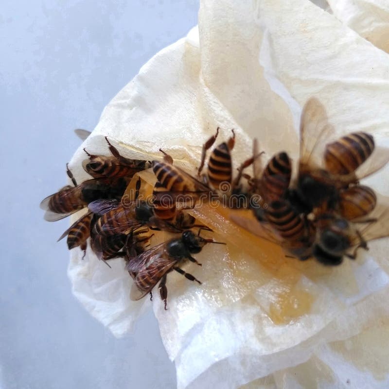 Group of bee on tissue stock photo. Image of animal - 269796006