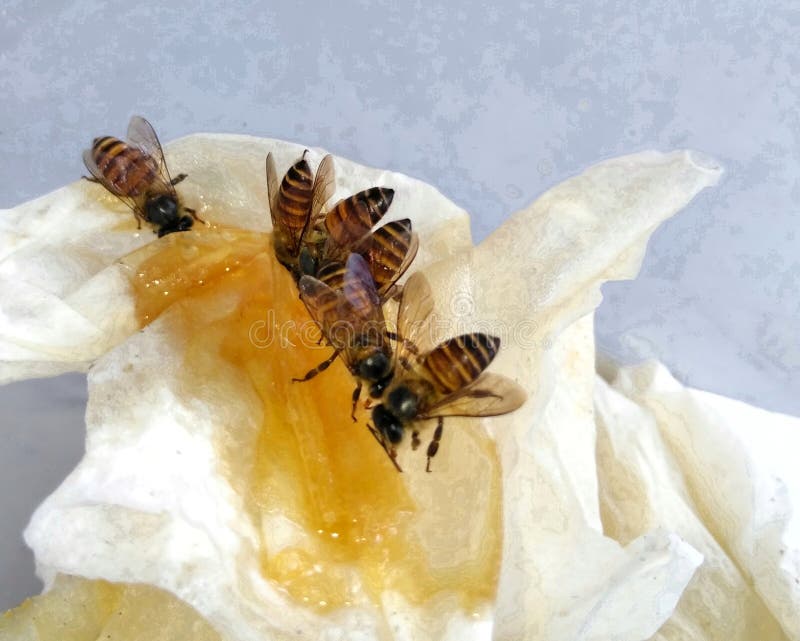 Group of bee on tissue stock photo. Image of insect - 269796036