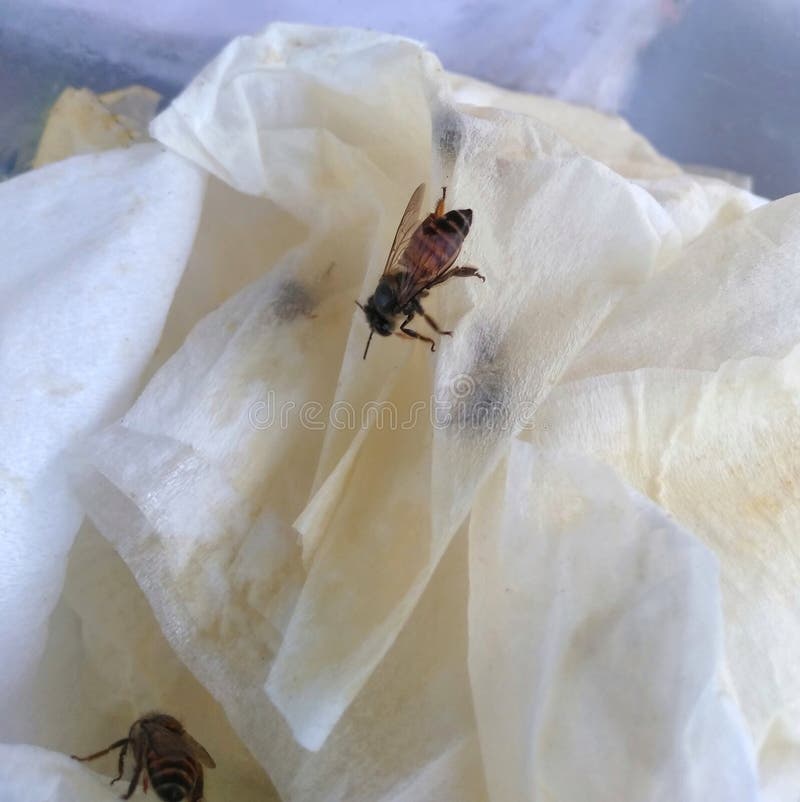 Group of bee on tissue stock photo. Image of yellow - 269796000