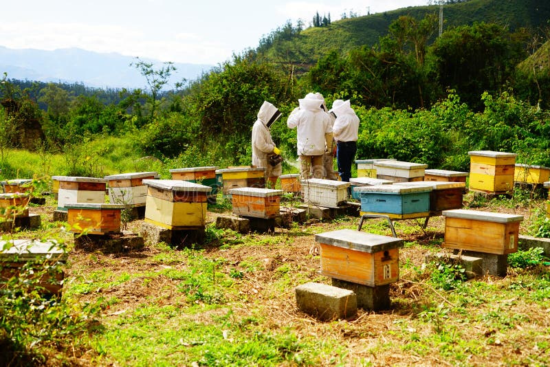 Group of Beekeepers at a Farm Partially Hidden by Tree Leaves Stock ...