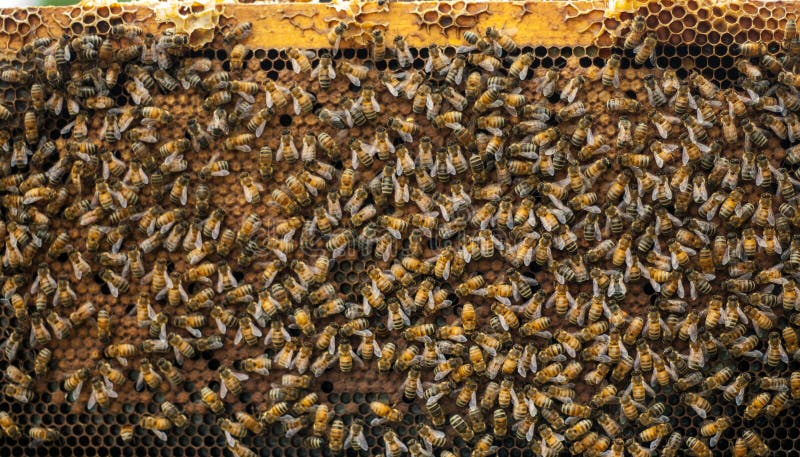 A Group of Bees Above the Honeycomb. Stock Photo - Image of honey, farm ...