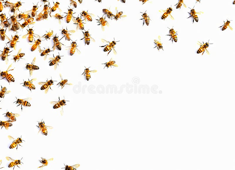 A Group of Bees Flying in the Air Stock Image - Image of butterfly ...
