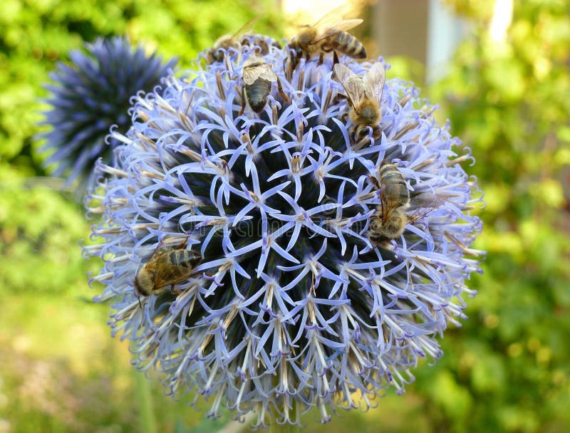 Group of Bees Pollinating a Round Blue Flower Stock Photo - Image of ...