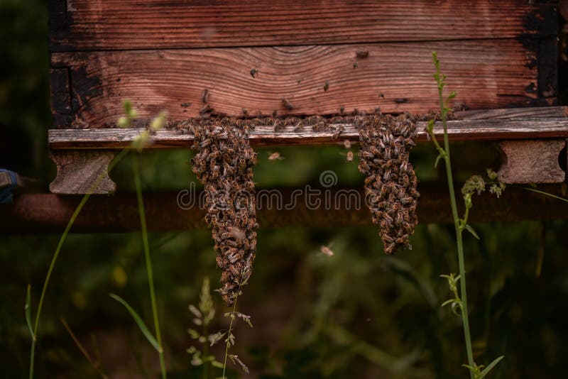 A Group of Bees Sitting in Front of the Hive. Domestic Insects Called ...