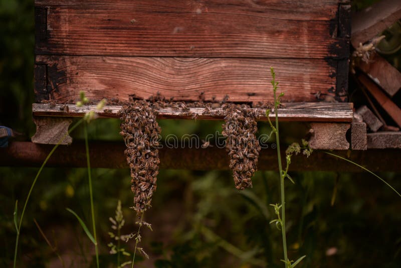 A Group of Bees Sitting in Front of the Hive. Domestic Insects Called ...
