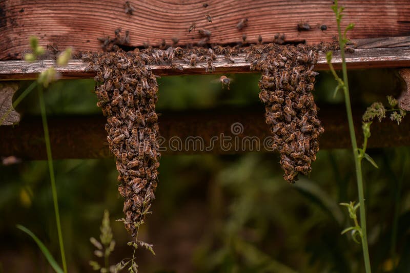 A Group of Bees Sitting in Front of the Hive. Domestic Insects Called ...