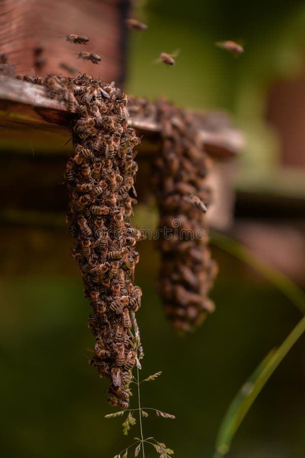 A Group of Bees Sitting in Front of the Hive. Domestic Insects Called ...