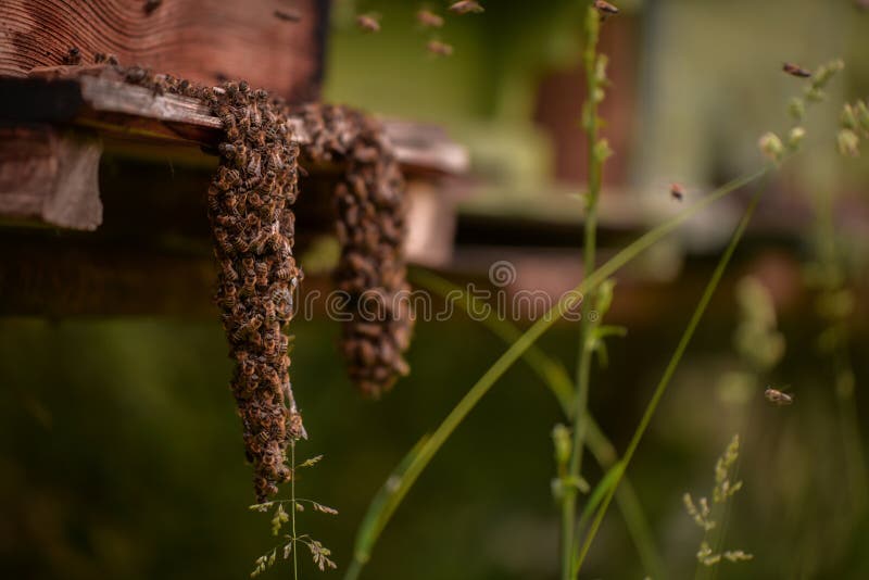 A Group of Bees Sitting in Front of the Hive. Domestic Insects Called ...