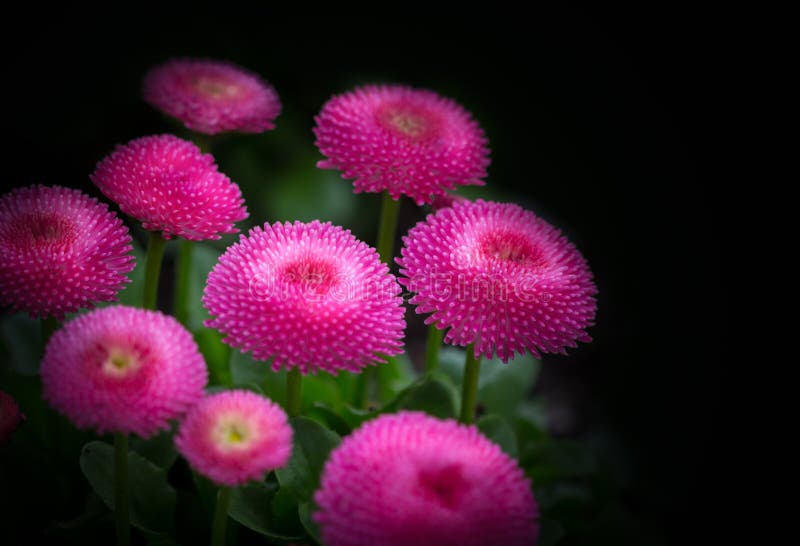 A group Bellis in pink stock image. Image of perennis - 71566465