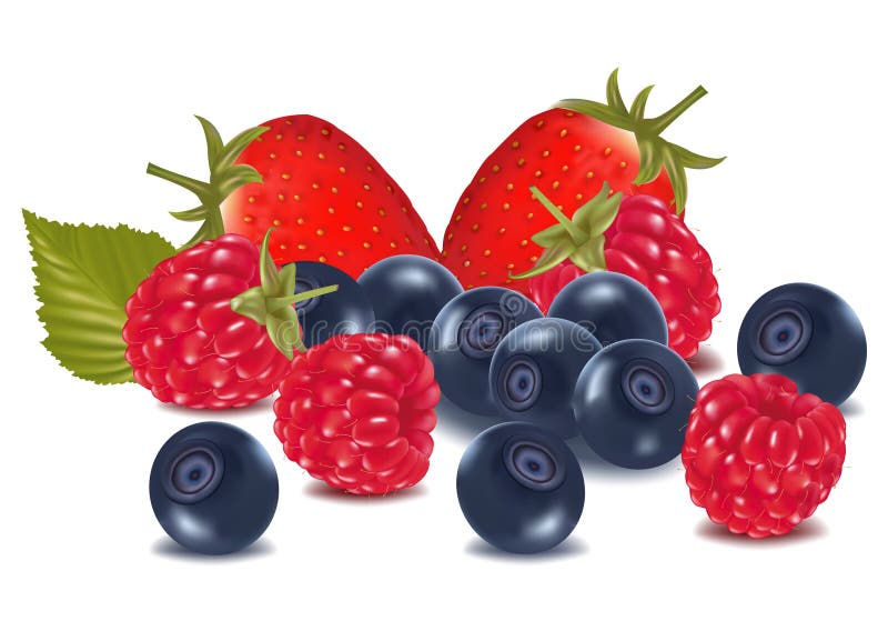 Group of berries. stock vector. Illustration of juicy - 15421245