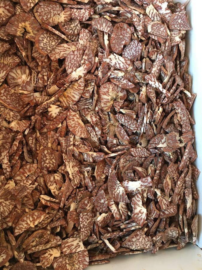 Group of Betel Nuts stock image. Image of brown, material - 89532911