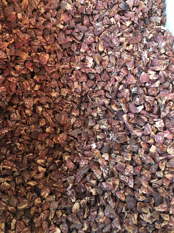 Group of Betel Nuts stock image. Image of addiction, asia - 89532931