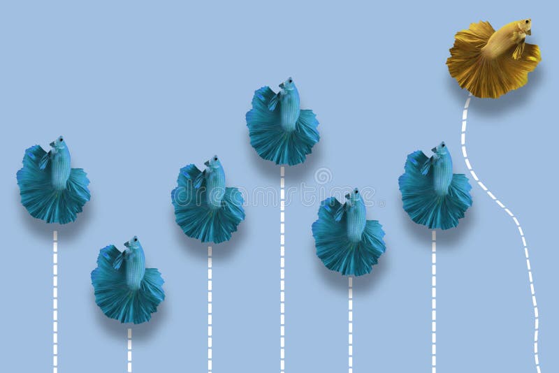 Group of Betta Fish in One Direction and with One Individual Pointing ...