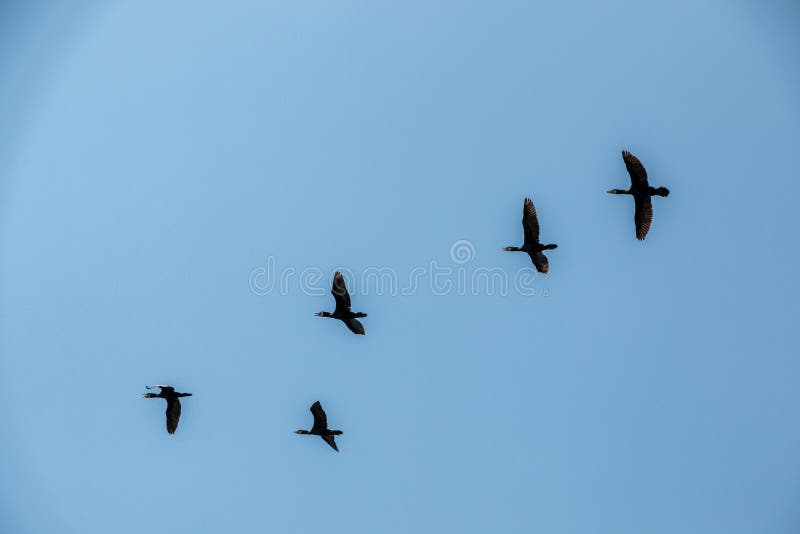 Group of Big Black Cormorants Flying in the Air Stock Photo - Image of ...