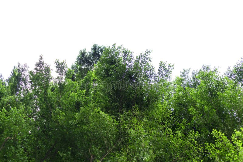 Big Green Bush,green Leaves on a White Background Stock Photo - Image ...